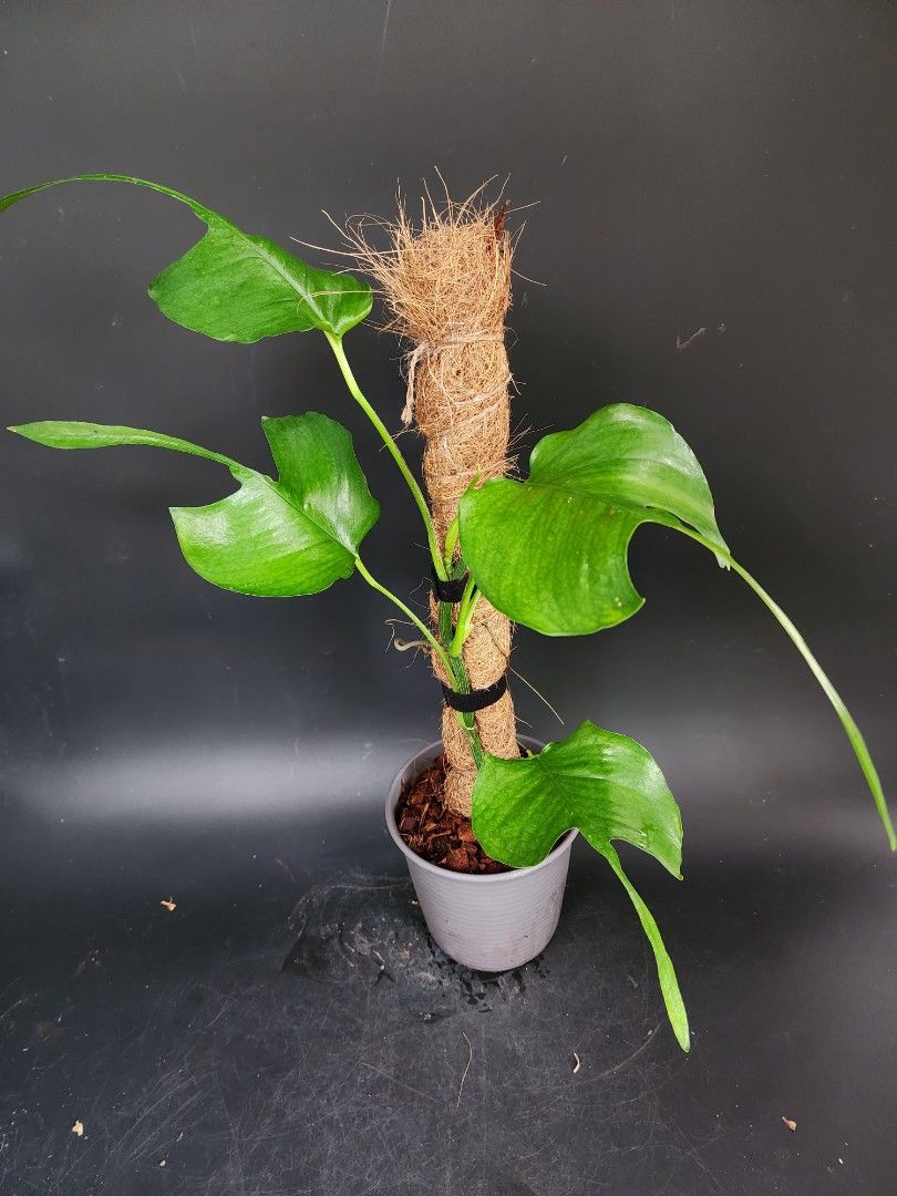 Epipremnum skeleton key, Furniture & Home Living, Gardening, Plants ...