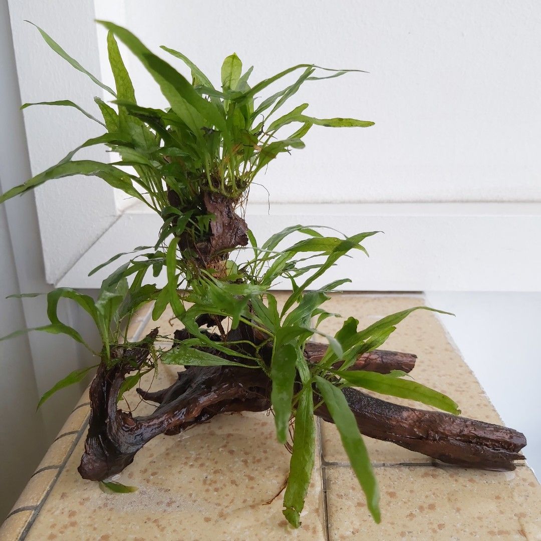 Java Fern(Microsorum Pteropus) on Driftwood, Pet Supplies, Homes ...