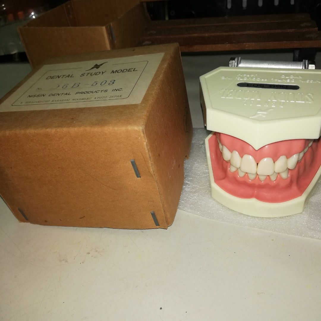 Nissin dental study model, Health & Nutrition, Medical Supplies & Tools ...