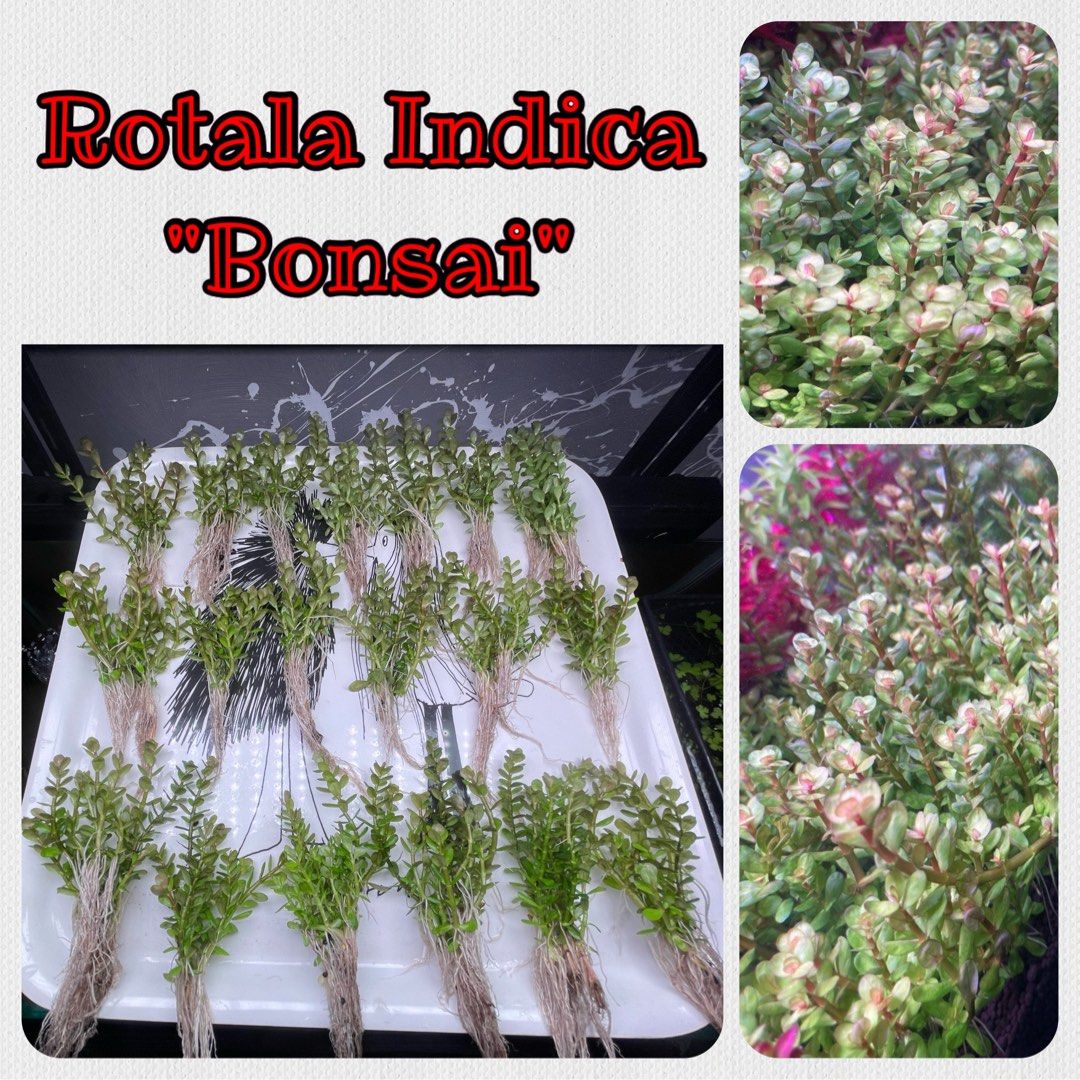 Rotala Indica "Bonsai", Pet Supplies, Homes & Other Pet Accessories on ...