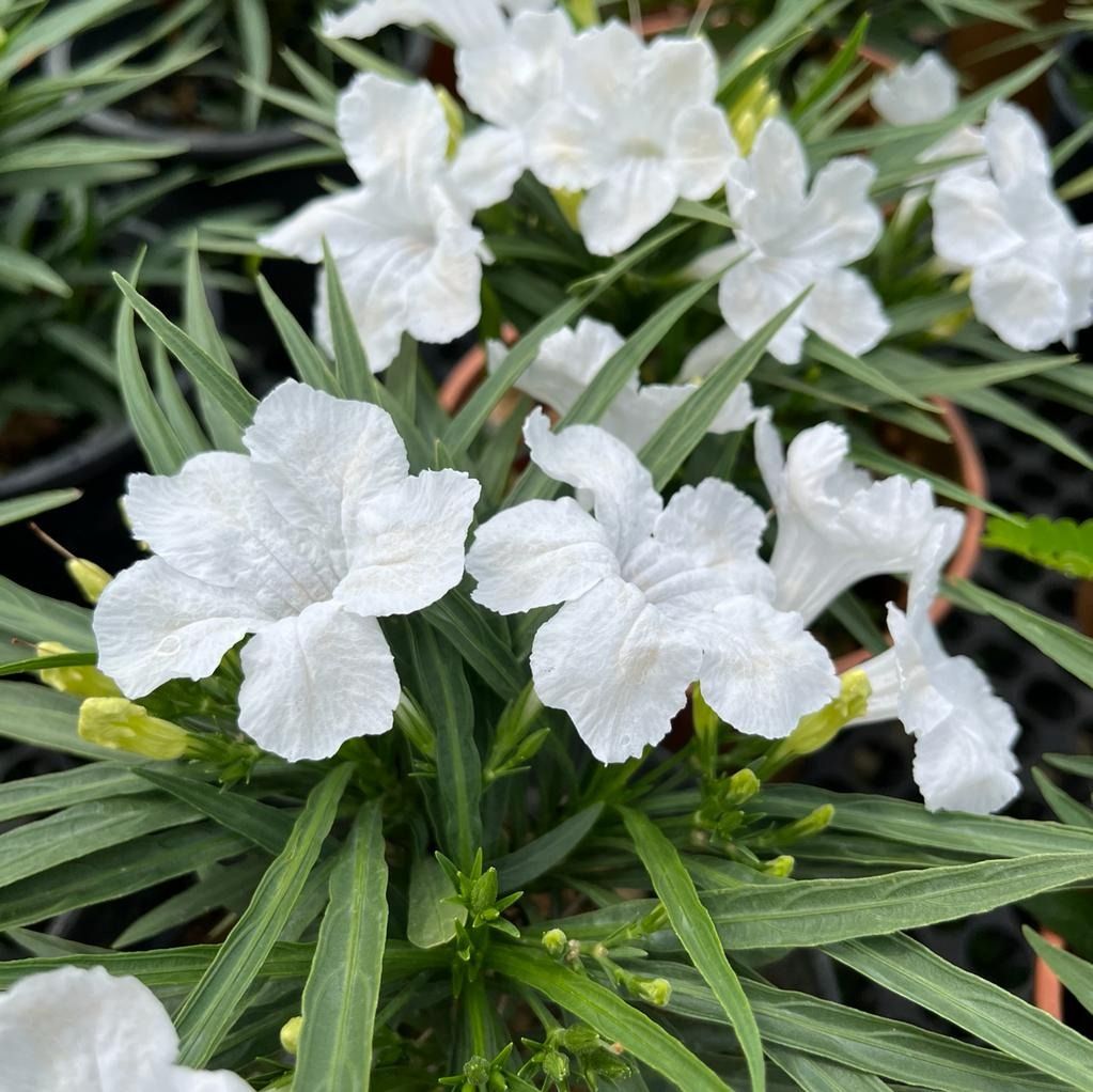Ruellia Simplex 'White Katie' (0.2m), Furniture & Home Living ...