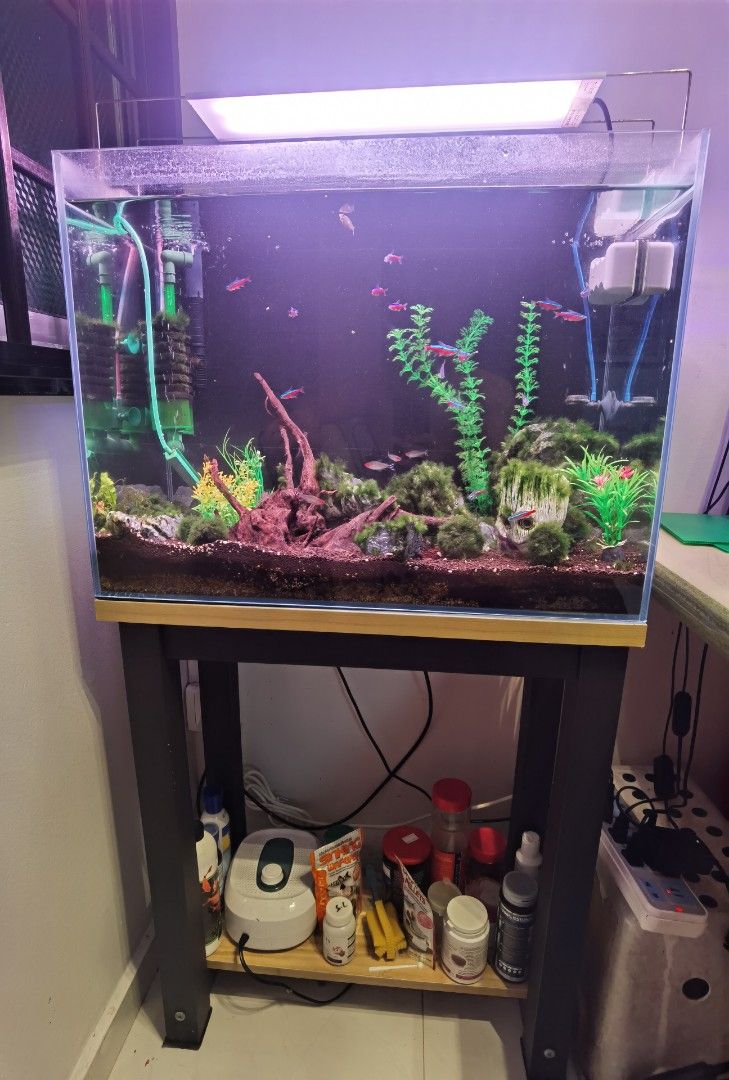 60CM Crystal Clear Fish tank + Rack, Pet Supplies, Homes & Other Pet ...