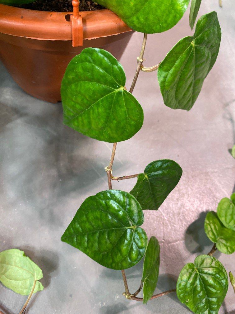 Betel vine plant in hanging pot $10 each, Furniture & Home Living ...