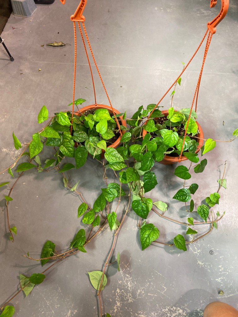 Betel vine plant in hanging pot $10 each, Furniture & Home Living ...