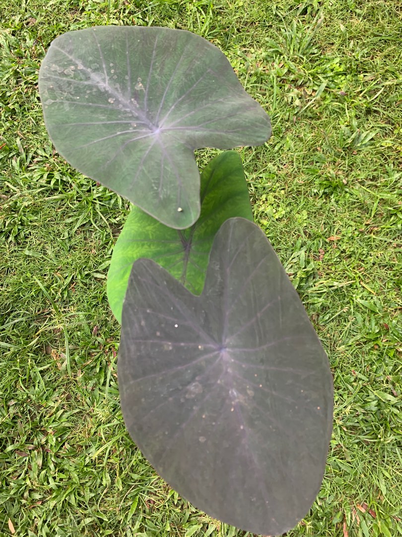 Colocasia Black Magic, Furniture & Home Living, Gardening, Plants ...