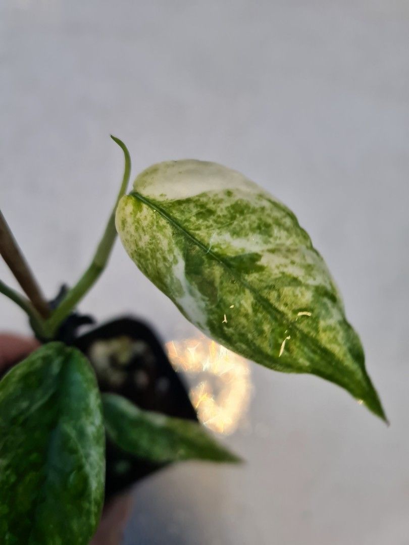Epipremnum Hanoman sp. Bali, Furniture & Home Living, Gardening, Plants ...