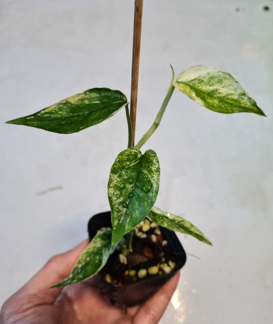 Epipremnum Hanoman sp. Bali, Furniture & Home Living, Gardening, Plants ...