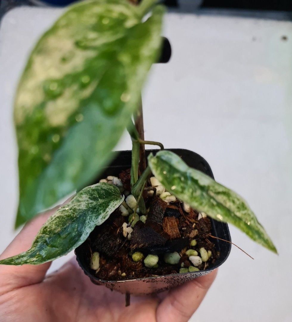 Epipremnum Hanoman sp. Bali, Furniture & Home Living, Gardening, Plants ...