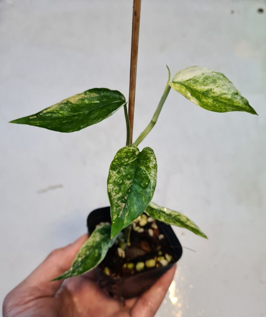 Epipremnum Hanoman sp. Bali, Furniture & Home Living, Gardening, Plants ...