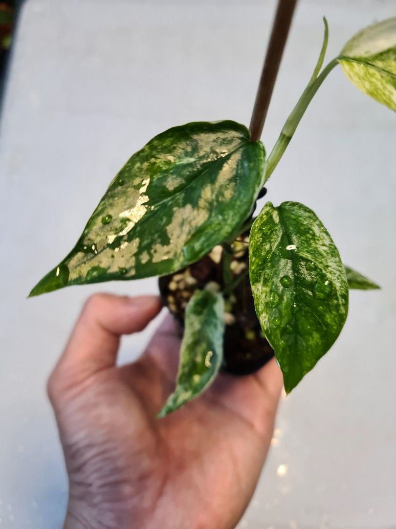 Epipremnum Hanoman sp. Bali, Furniture & Home Living, Gardening, Plants ...