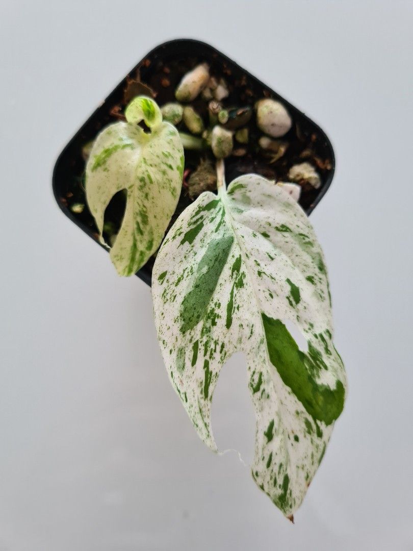 Epipremnum Pinnatum Marble Epi King, Furniture & Home Living, Gardening ...