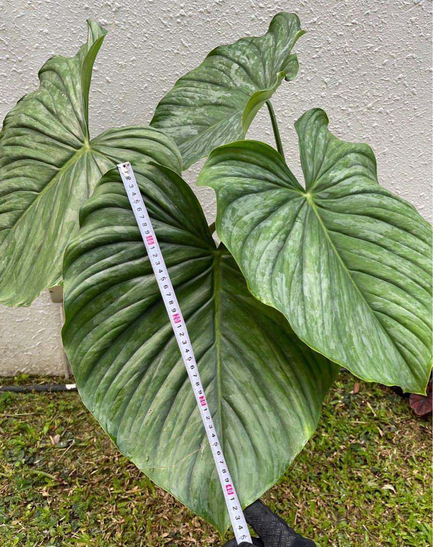 Philodendron Plowmanii X Philodendron Pastazanum Furniture Home