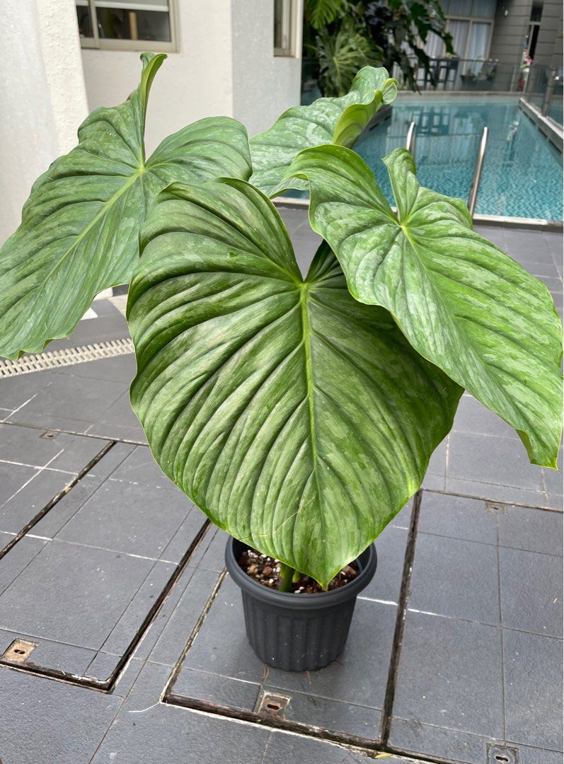 Philodendron Plowmanii X Philodendron Pastazanum Furniture Home