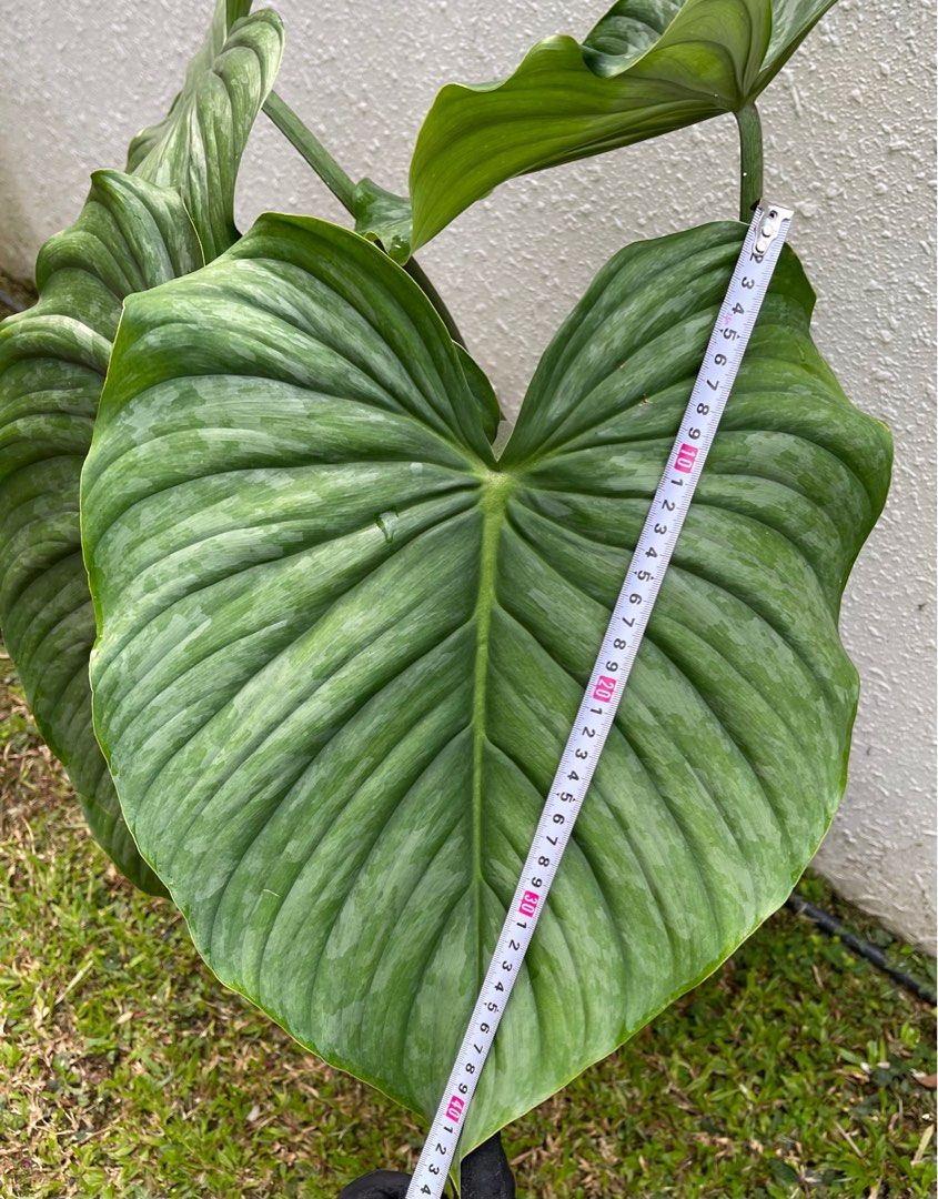 Philodendron Plowmanii X Philodendron Pastazanum Furniture Home