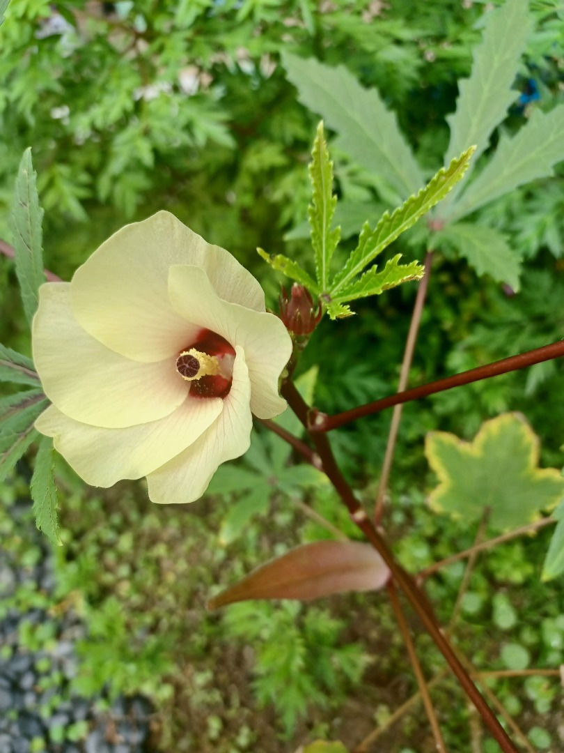 Red okra seeds, Furniture & Home Living, Gardening, Plants & Seeds on ...