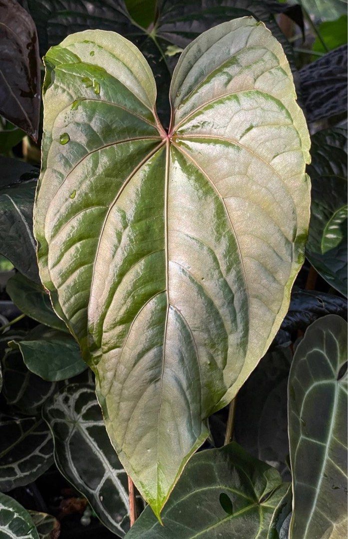 Anthurium Circus Peanuts, Furniture & Home Living, Gardening, Plants ...