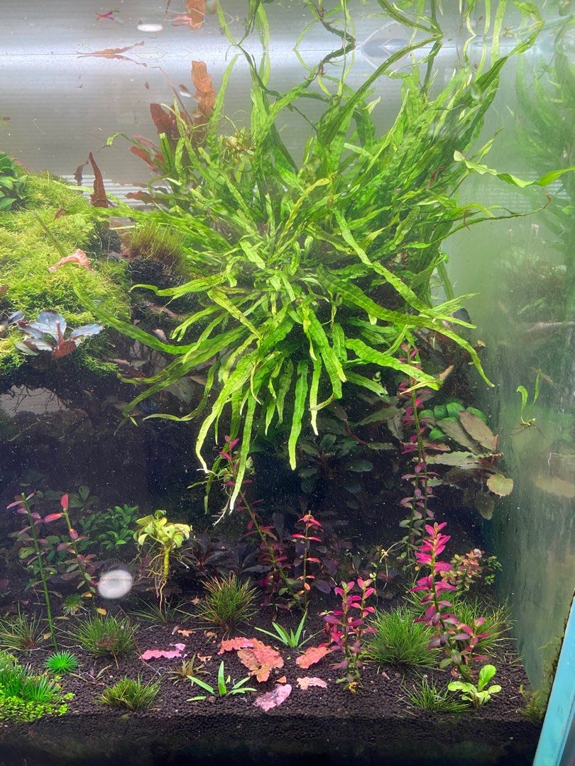 Aquatic narrow leave Fern and aquatic fern, Furniture & Home Living ...