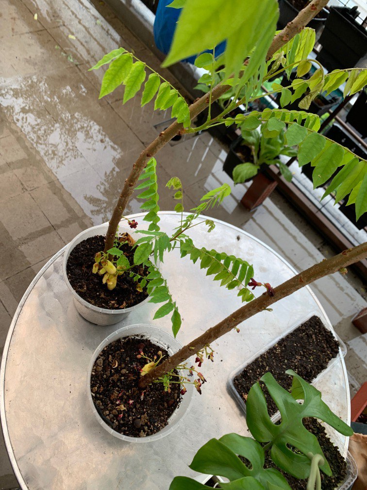 Fruiting belimbing tree, Furniture & Home Living, Gardening, Plants ...