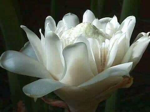 Pokok bunga kantan PUTIH, Furniture & Home Living, Gardening, Plants ...
