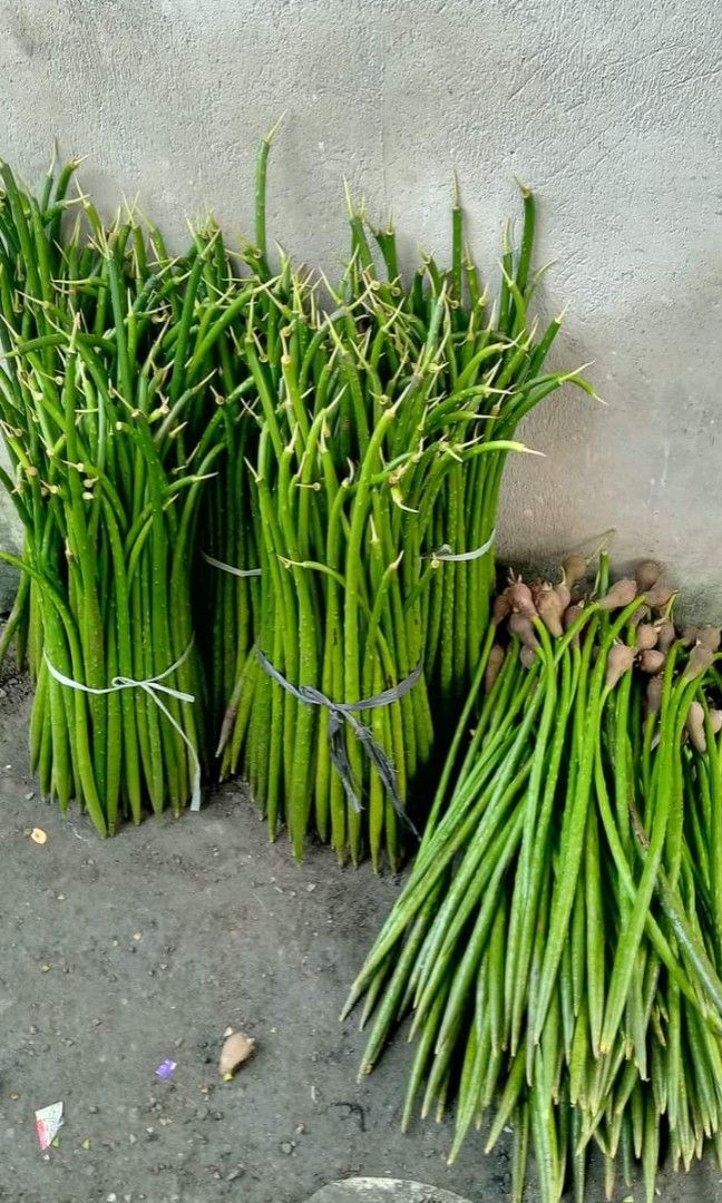 Red mangrove / Bakawan, Furniture & Home Living, Gardening, Plants ...