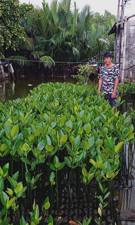 Red mangrove / Bakawan, Furniture & Home Living, Gardening, Plants ...