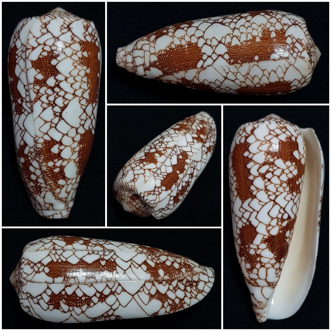 Seashell Omaria Cone, Hobbies & Toys, Memorabilia & Collectibles ...