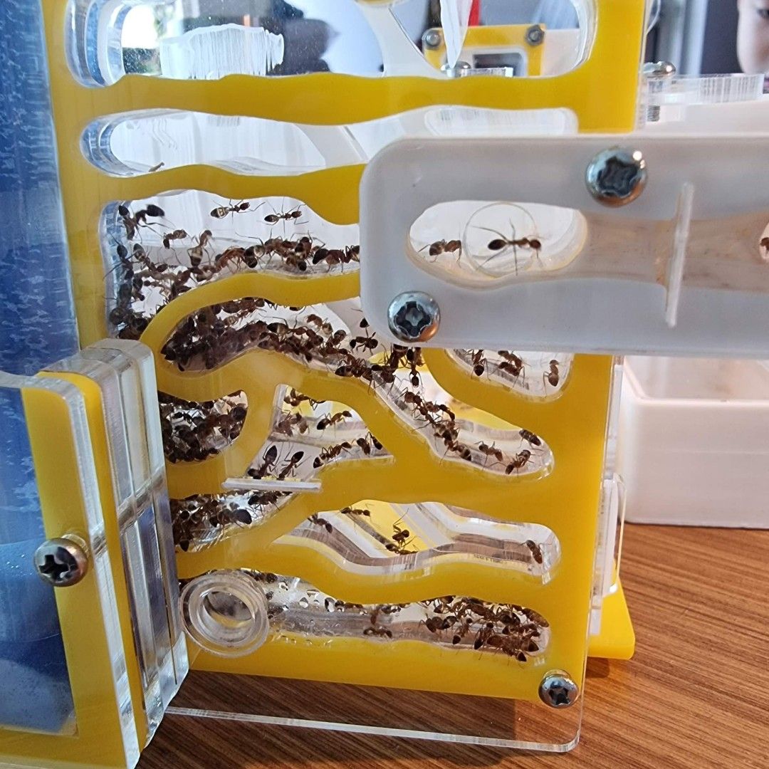 Ant Formicarium, Hobbies & Toys, Toys & Games on Carousell