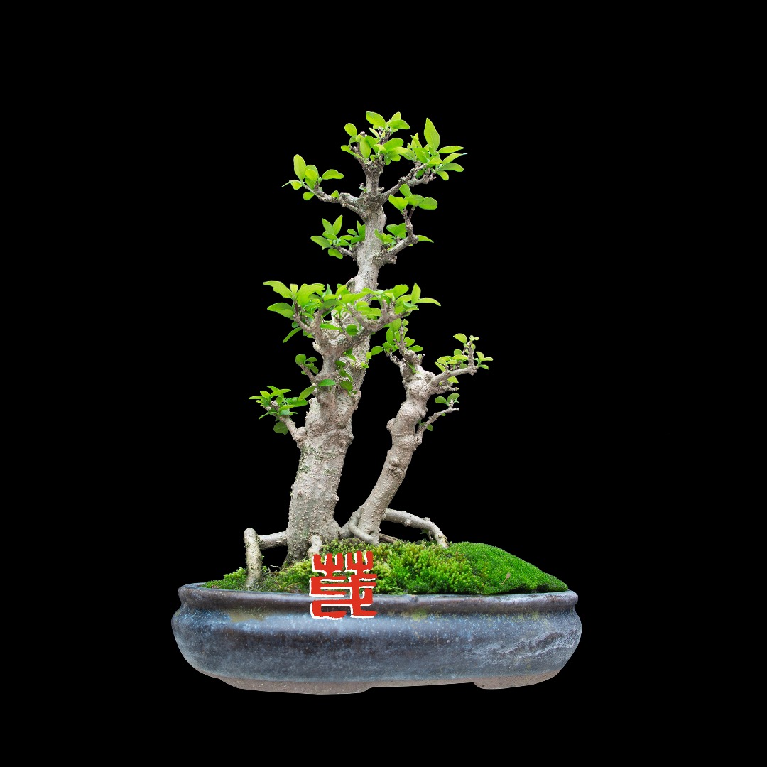 Bonsai 32cm Shui Mei Water Jasmine Wrightia Religiosa, Furniture & Home ...