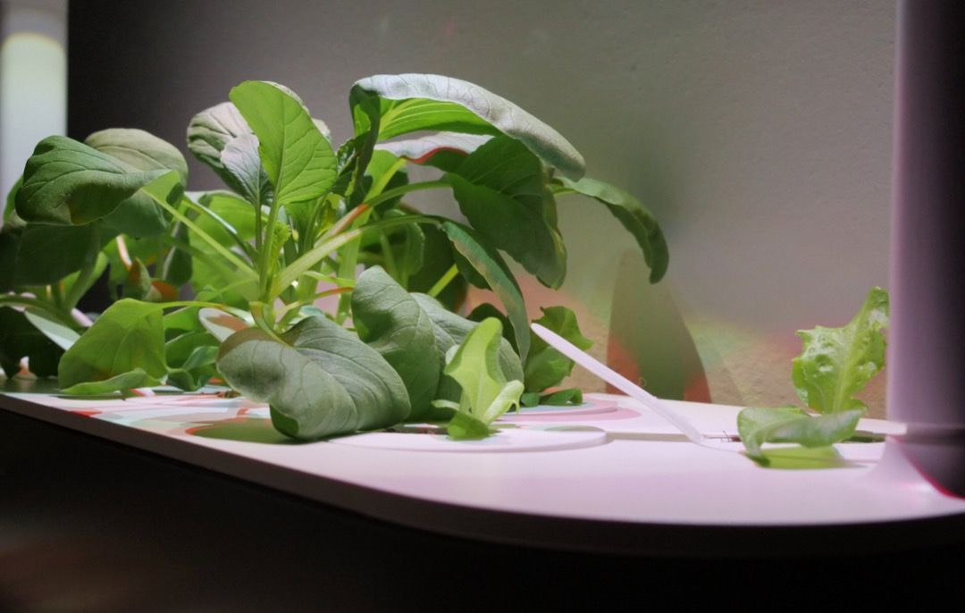 Click and Grow Smart Garden 9 pot, Furniture & Home Living, Gardening ...