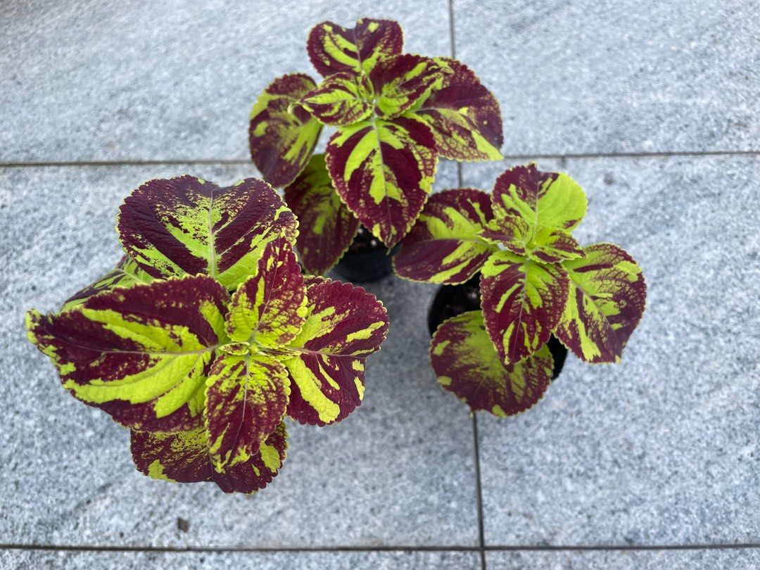 Coleus Mighty Wizard Mosaic (big size) !, Furniture & Home Living ...