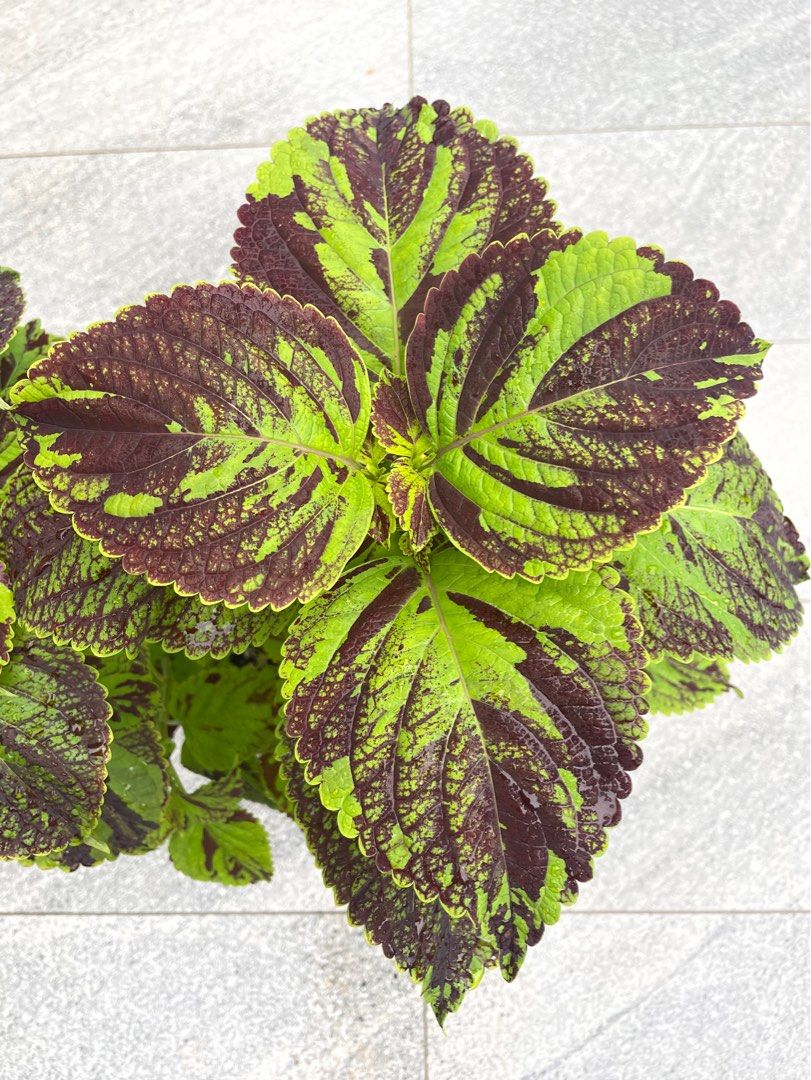 Coleus Mighty Wizard Mosaic (big size) !, Furniture & Home Living ...