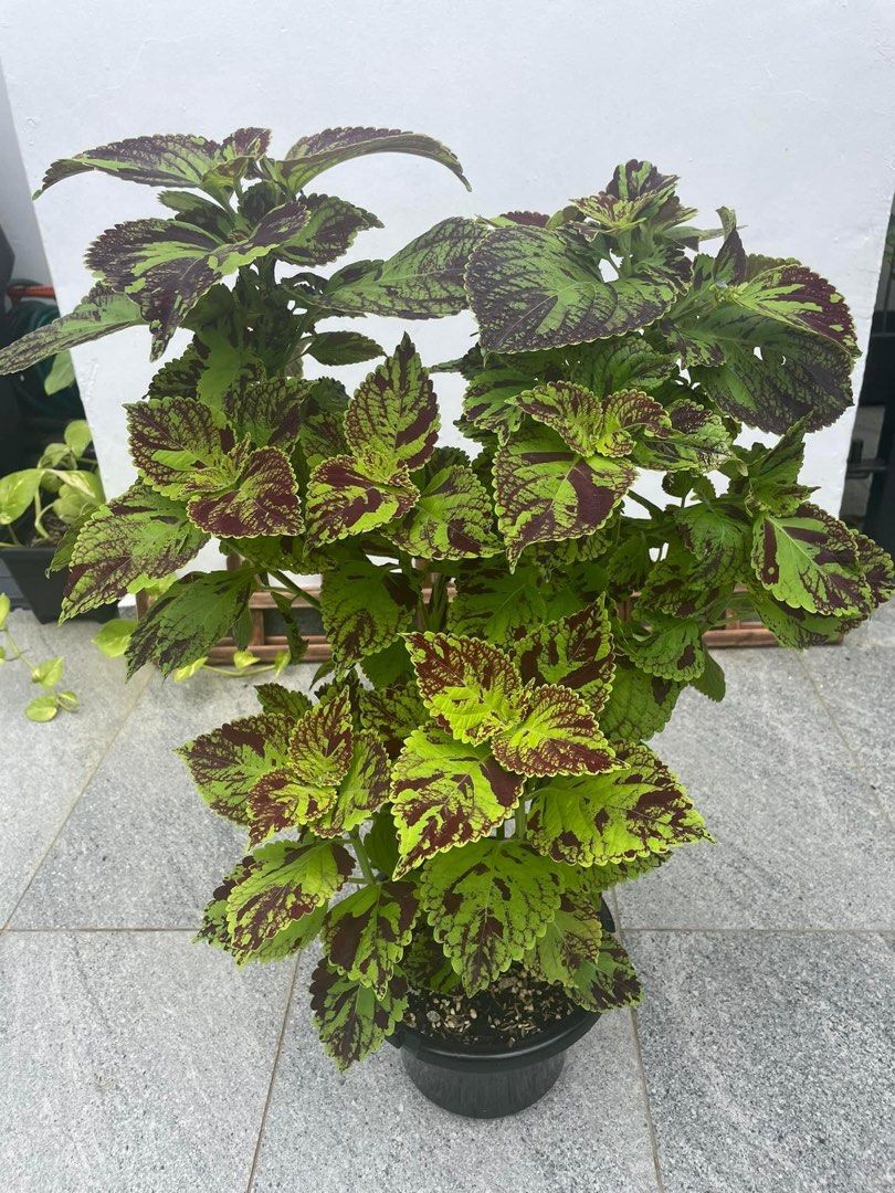 Coleus Mighty Wizard Mosaic (big size) !, Furniture & Home Living ...
