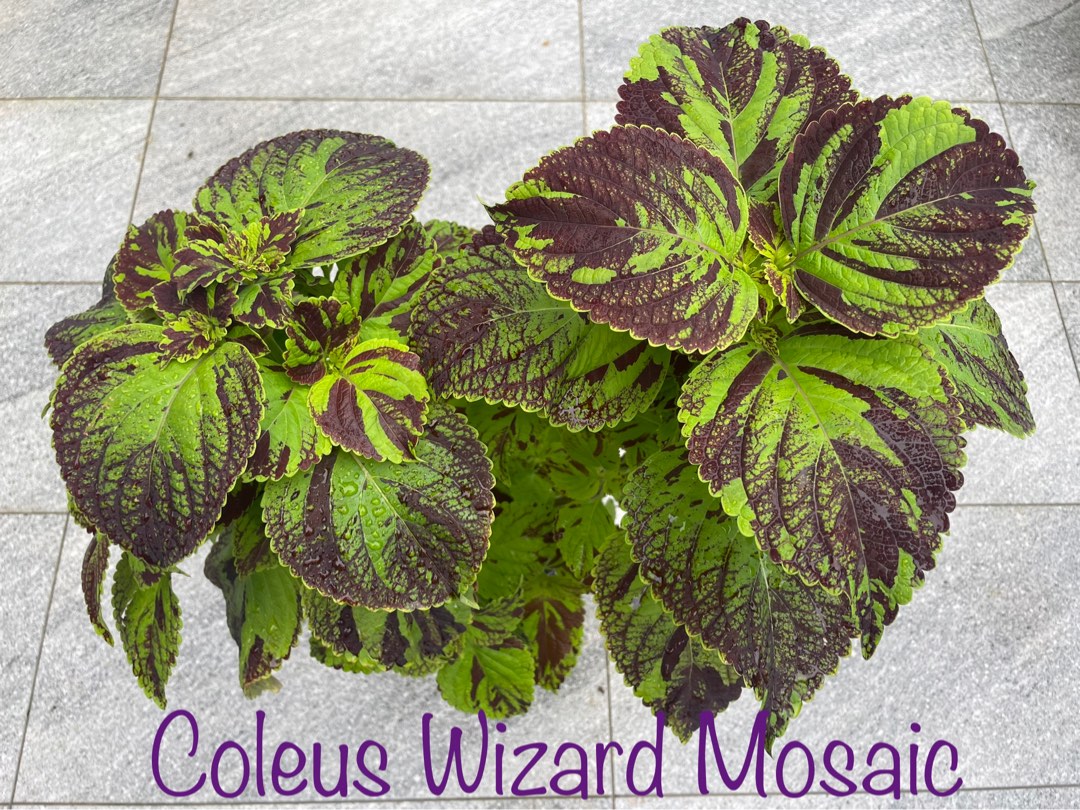 Coleus Mighty Wizard Mosaic (big size) !, Furniture & Home Living ...