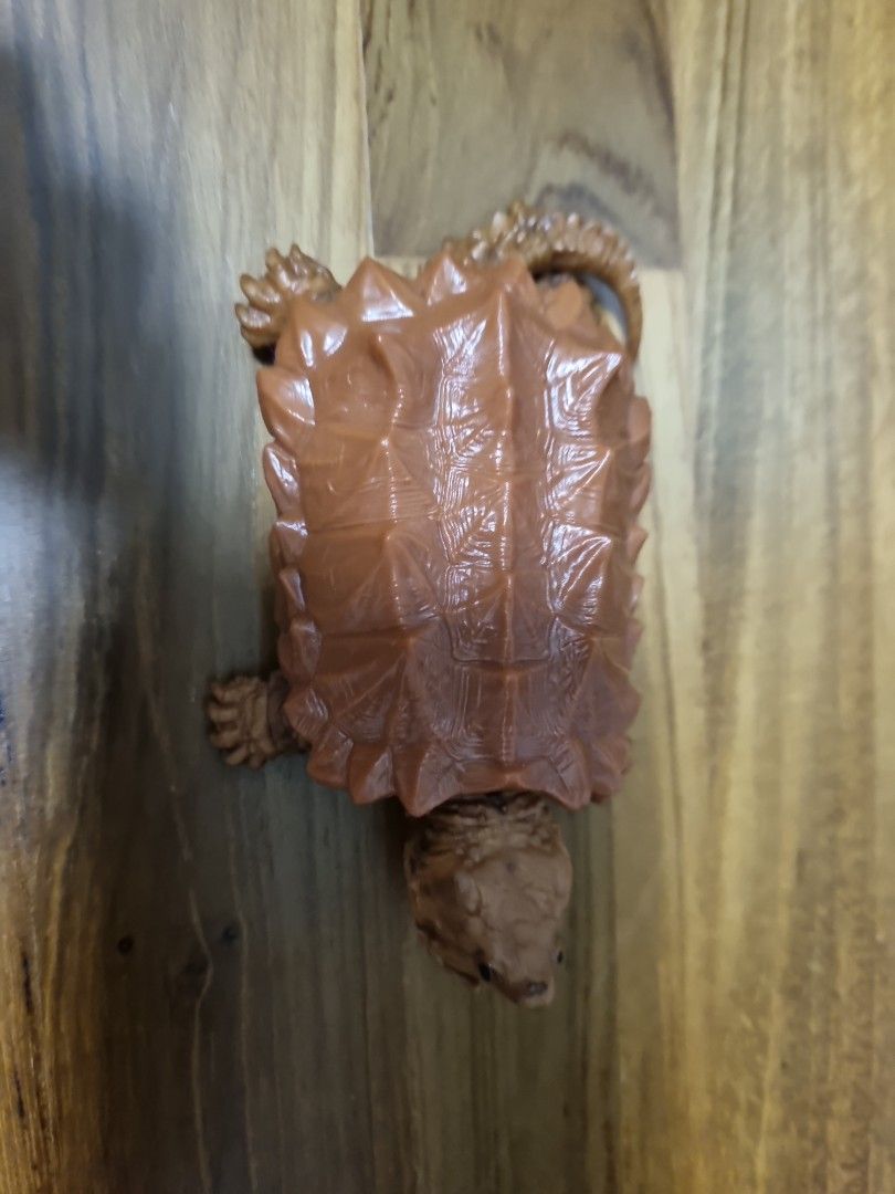 crab12$-alligator snapping turtle15$, Hobbies & Toys, Toys & Games on ...
