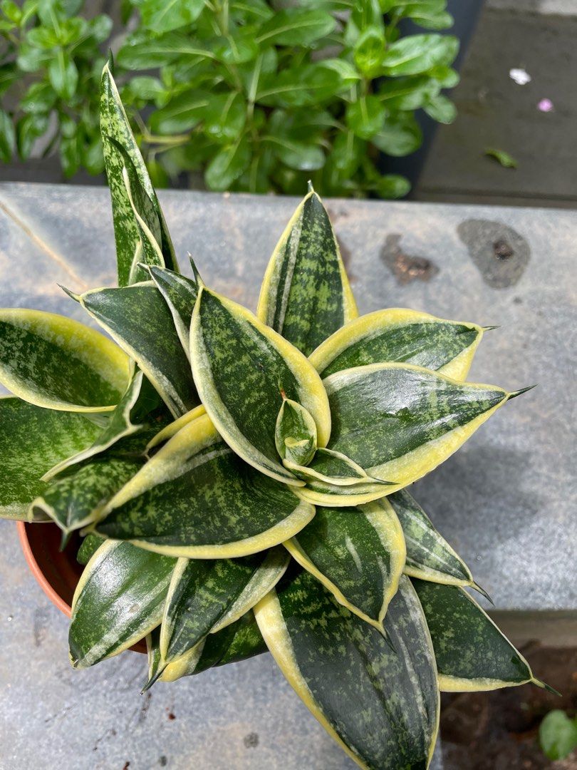 Dwarf snake plants/ sansevieria, Furniture & Home Living, Gardening ...
