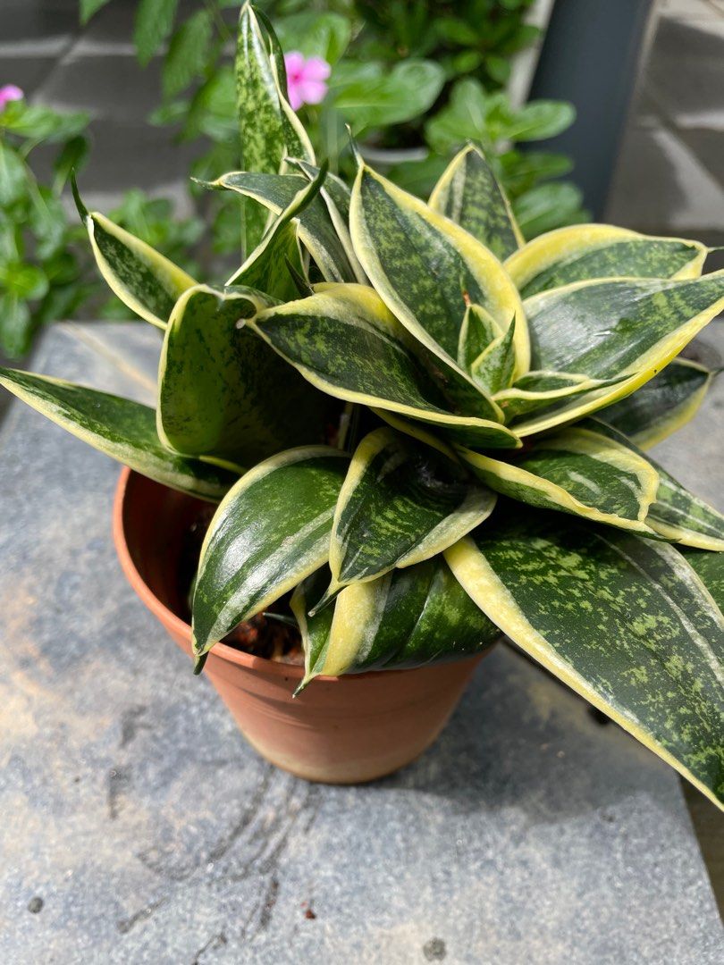 Dwarf snake plants/ sansevieria, Furniture & Home Living, Gardening ...