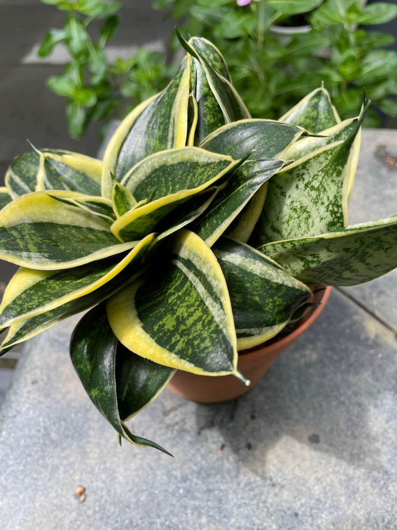 Dwarf snake plants/ sansevieria, Furniture & Home Living, Gardening ...