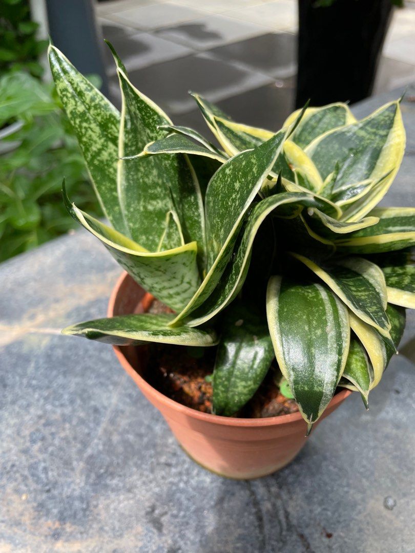 Dwarf snake plants/ sansevieria, Furniture & Home Living, Gardening ...