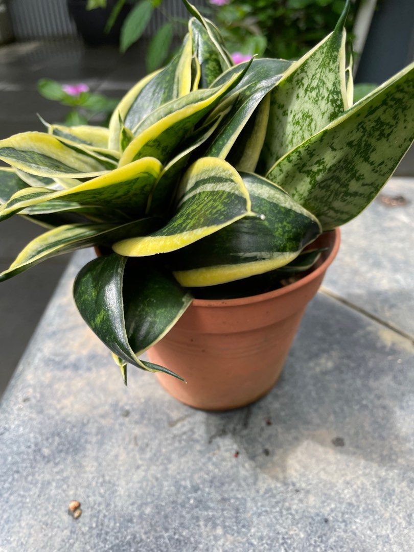 Dwarf snake plants/ sansevieria, Furniture & Home Living, Gardening ...