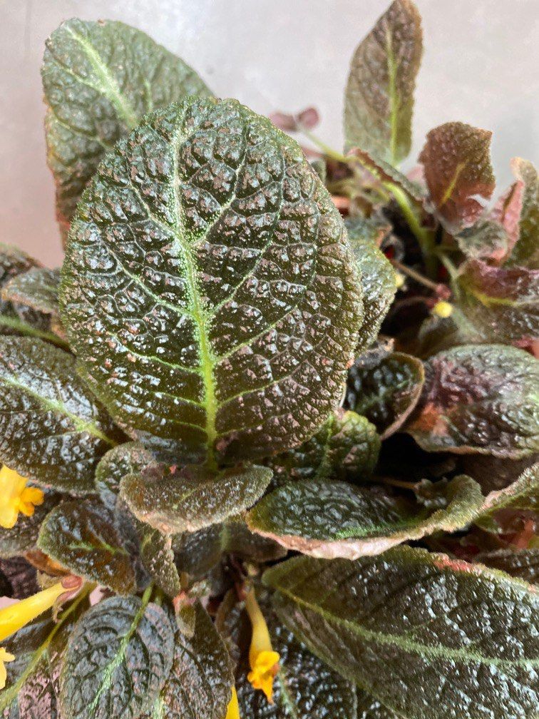 Episcia Red/Yellow flowers . $10 each, Furniture & Home Living ...