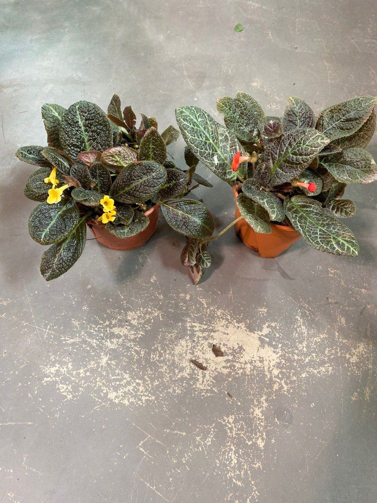 Episcia Red/Yellow flowers . $10 each, Furniture & Home Living ...