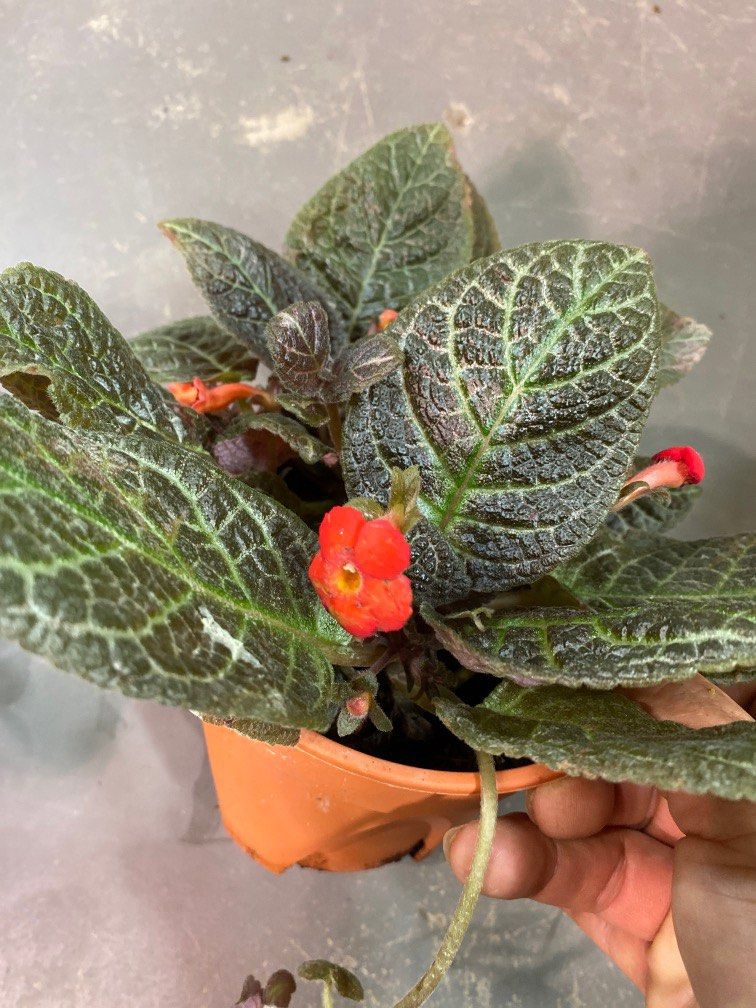 Episcia Red/Yellow flowers . $10 each, Furniture & Home Living ...