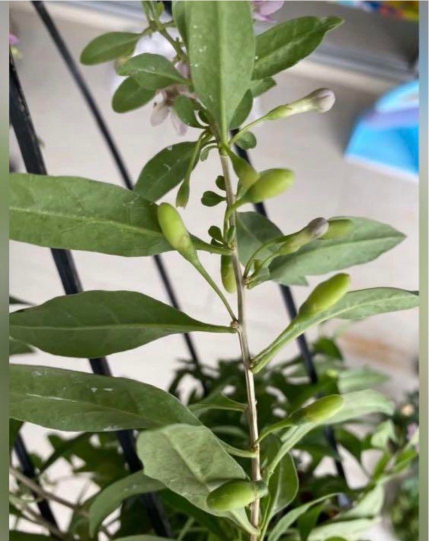 Goji berry plant fruiting wolfberries plant organic potted, Furniture ...