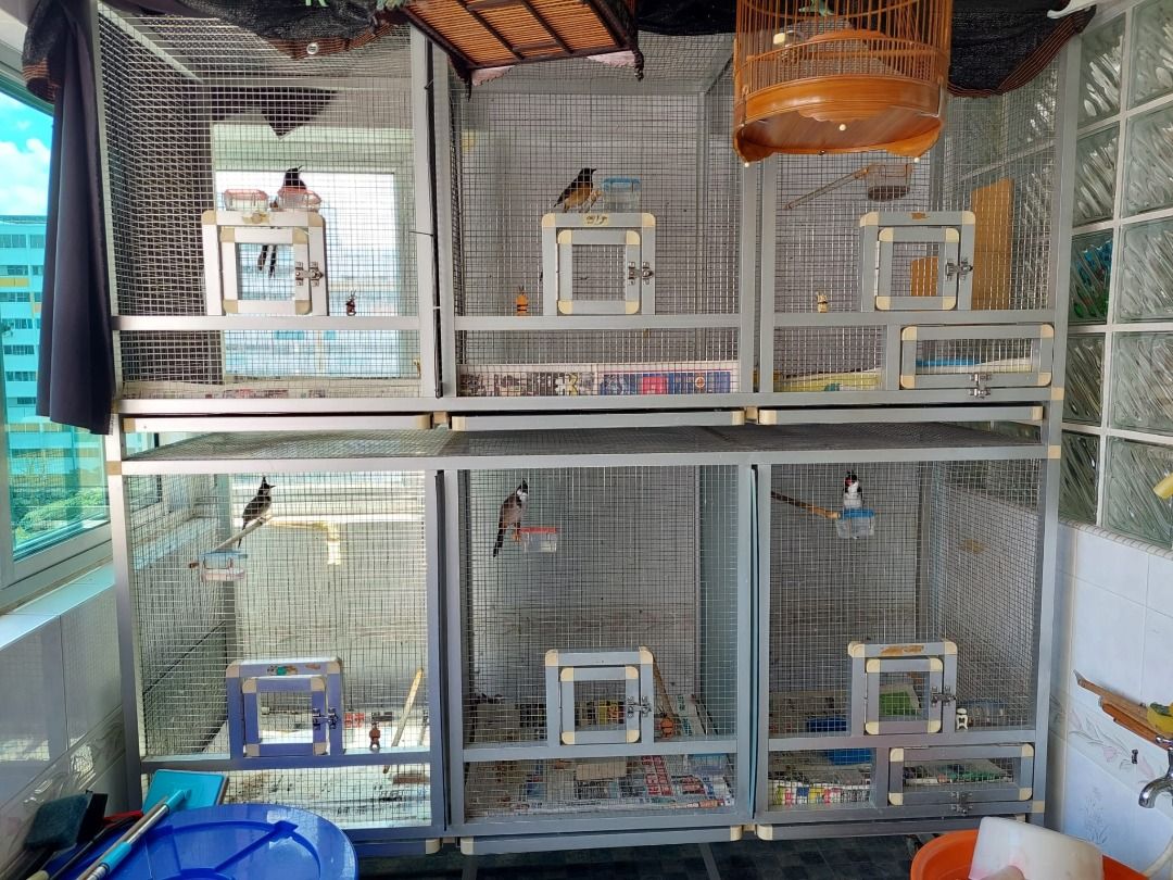 Large Aviary for birds (indoor/outdoor & garden) - for breeding ...