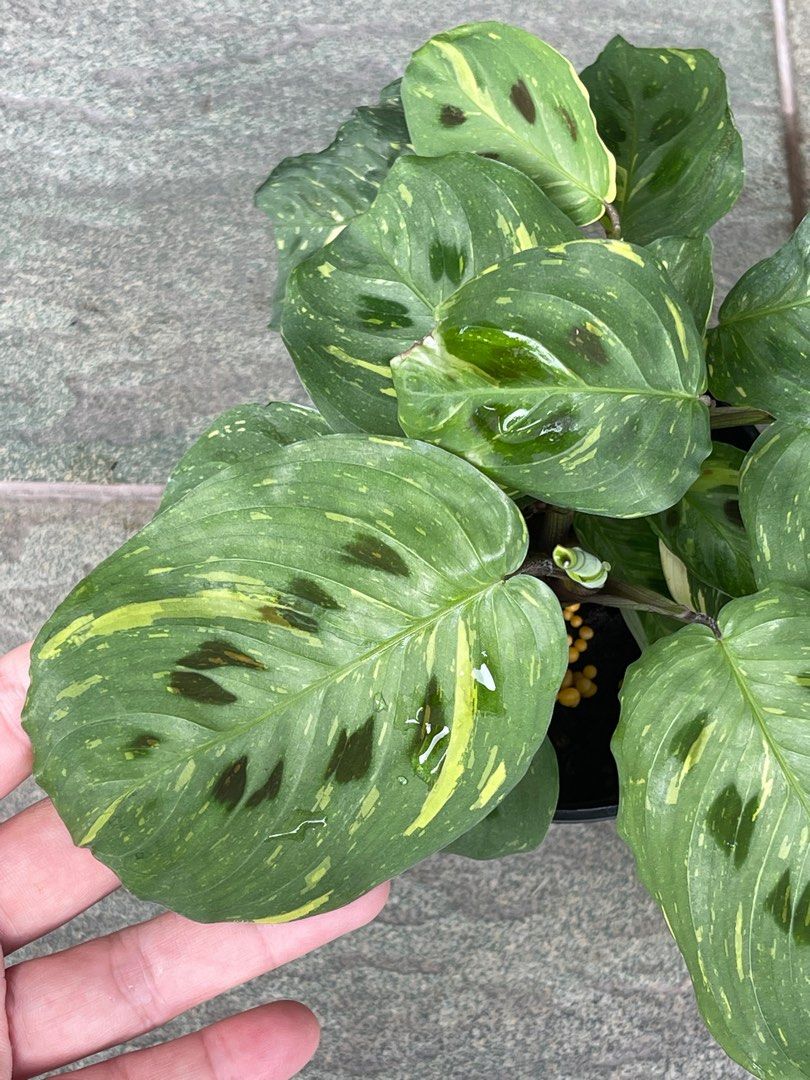 Maranta Leuconeura Variegated, Furniture & Home Living, Gardening ...