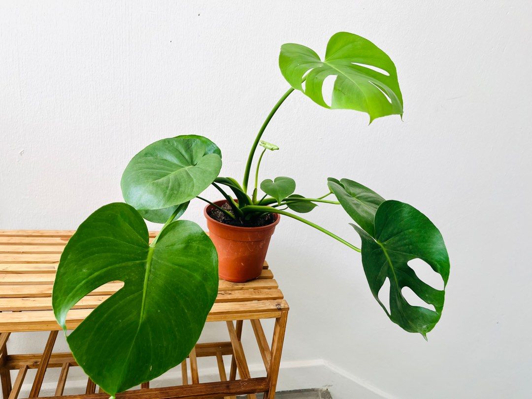 Monstera Deliciosa - height 48cm - classic indoor plant, Furniture ...