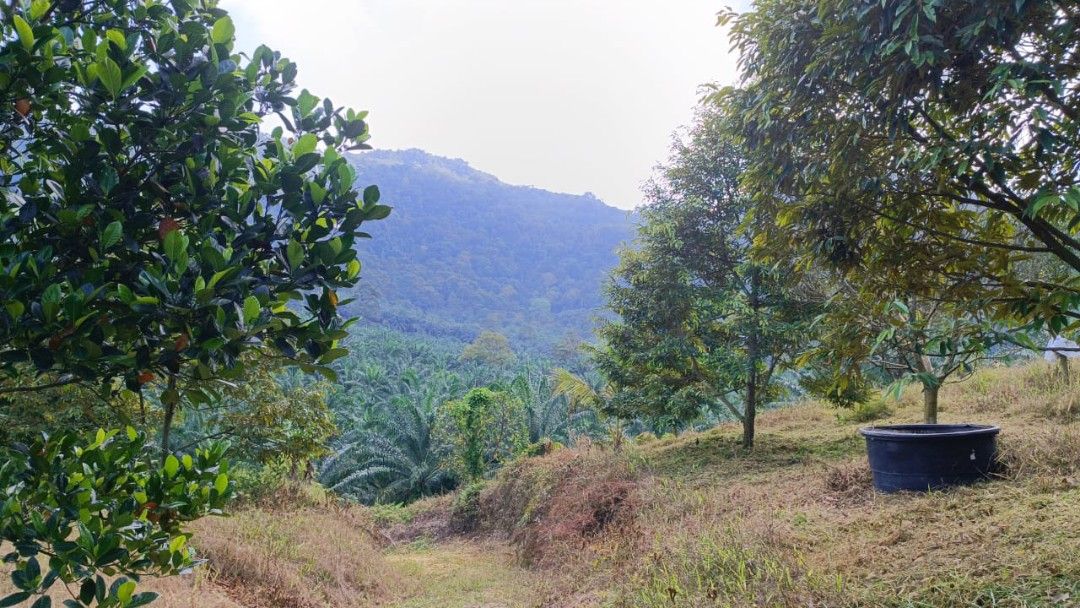 Perkhidmatan potong rumput/meracun rumput, Services, Others on Carousell