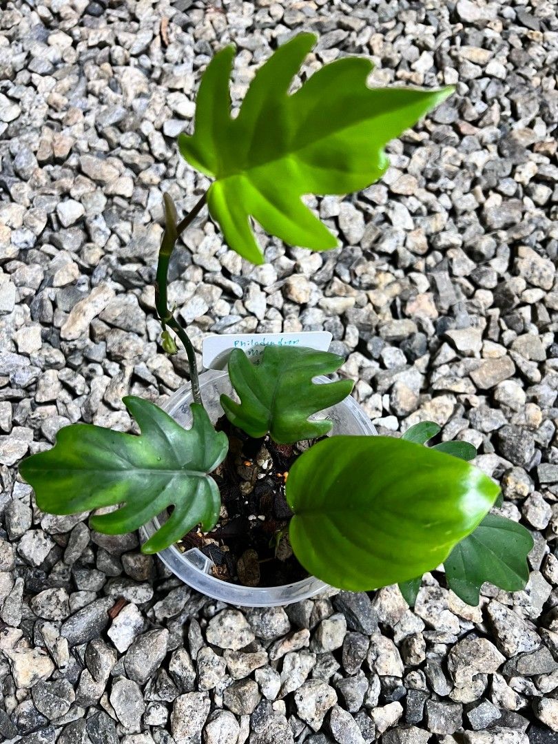 Philodendron Dwarf Mayoi, Furniture & Home Living, Gardening, Plants ...