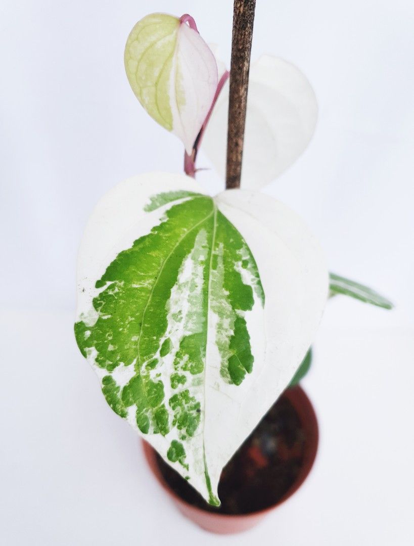 Piper Nigrum Albo Variegated, Furniture & Home Living, Gardening ...