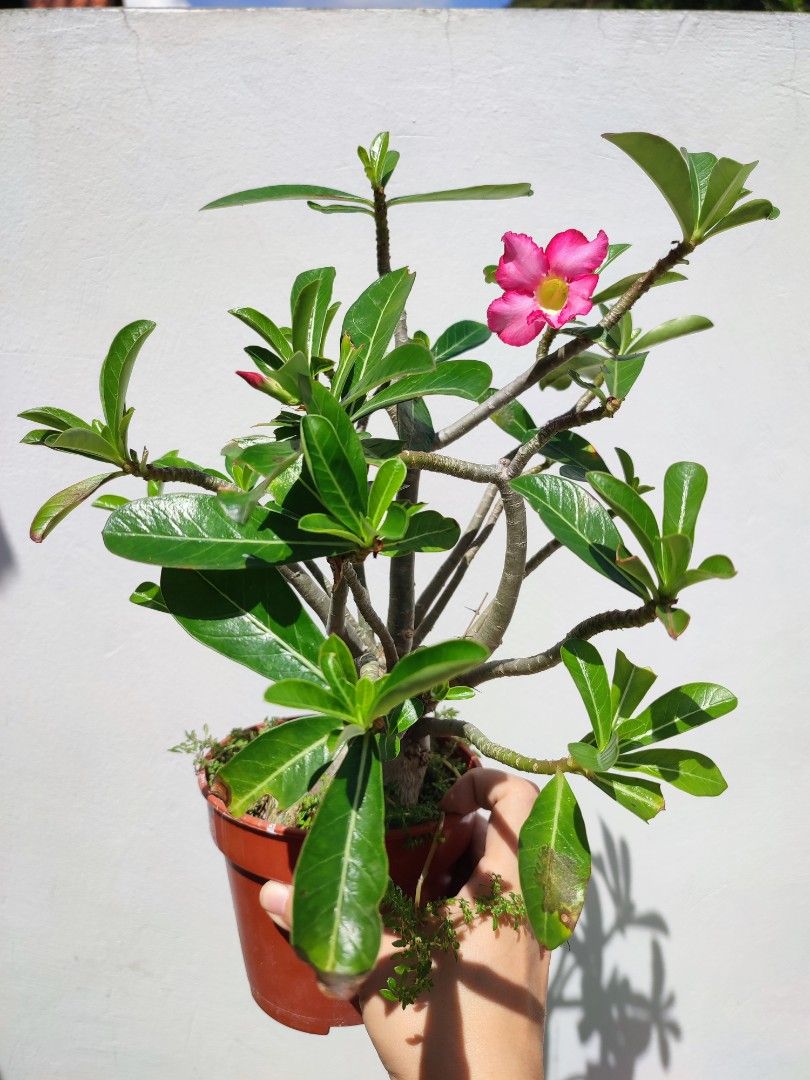 Rare RCN adenium, multiple branching with pink flowers., Furniture ...